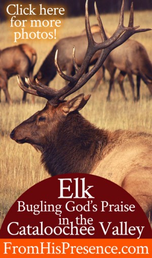 Elk Bugling God's Praise in the Cataloochee Valley