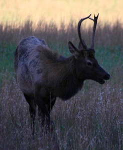 Elk Bugling God's Praise in the Cataloochee Valley