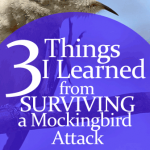 3-things-I-learned-from-surviving-a-mockingbird-attack - From His Presence®